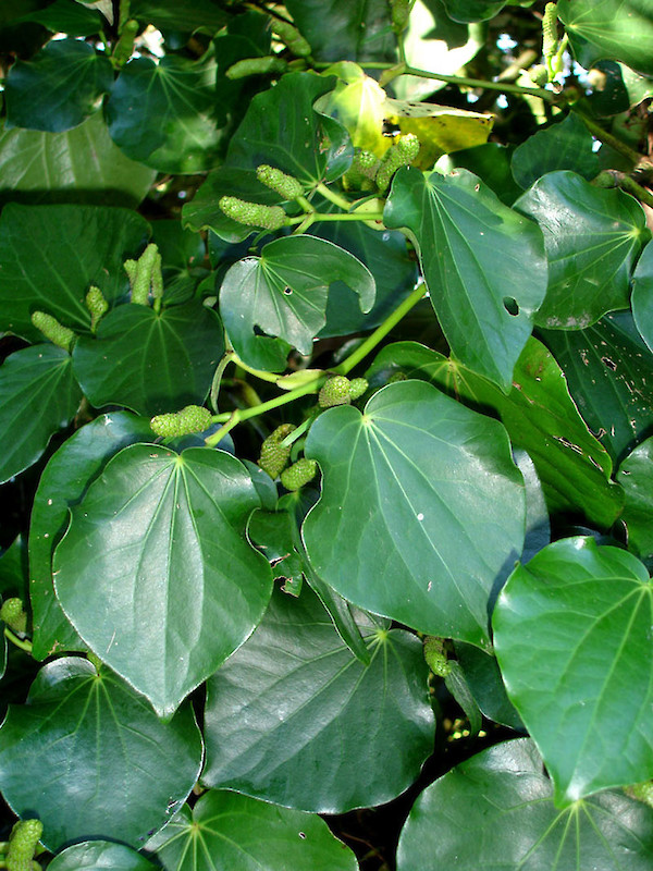 Piper excelsum subsp. delangei • New Zealand Plant Conservation Network