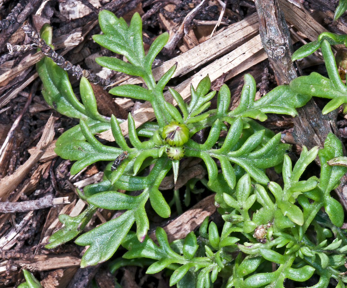 Senecio sterquilinus • New Zealand Plant Conservation Network