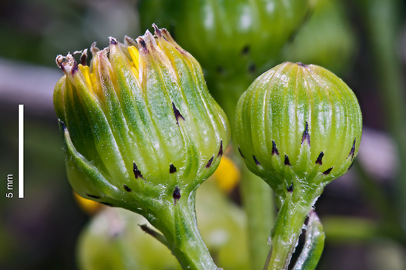 Senecio sterquilinus • New Zealand Plant Conservation Network