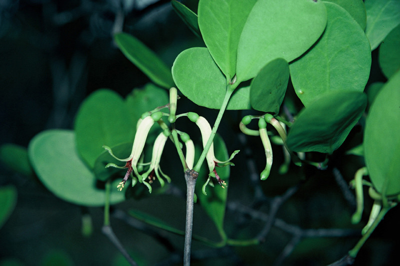 Muellerina celastroides • New Zealand Plant Conservation Network