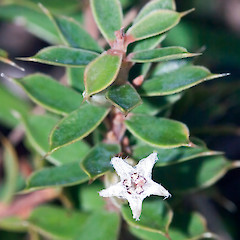 Styphelia nesophila • New Zealand Plant Conservation Network