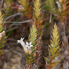 Styphelia nesophila • New Zealand Plant Conservation Network