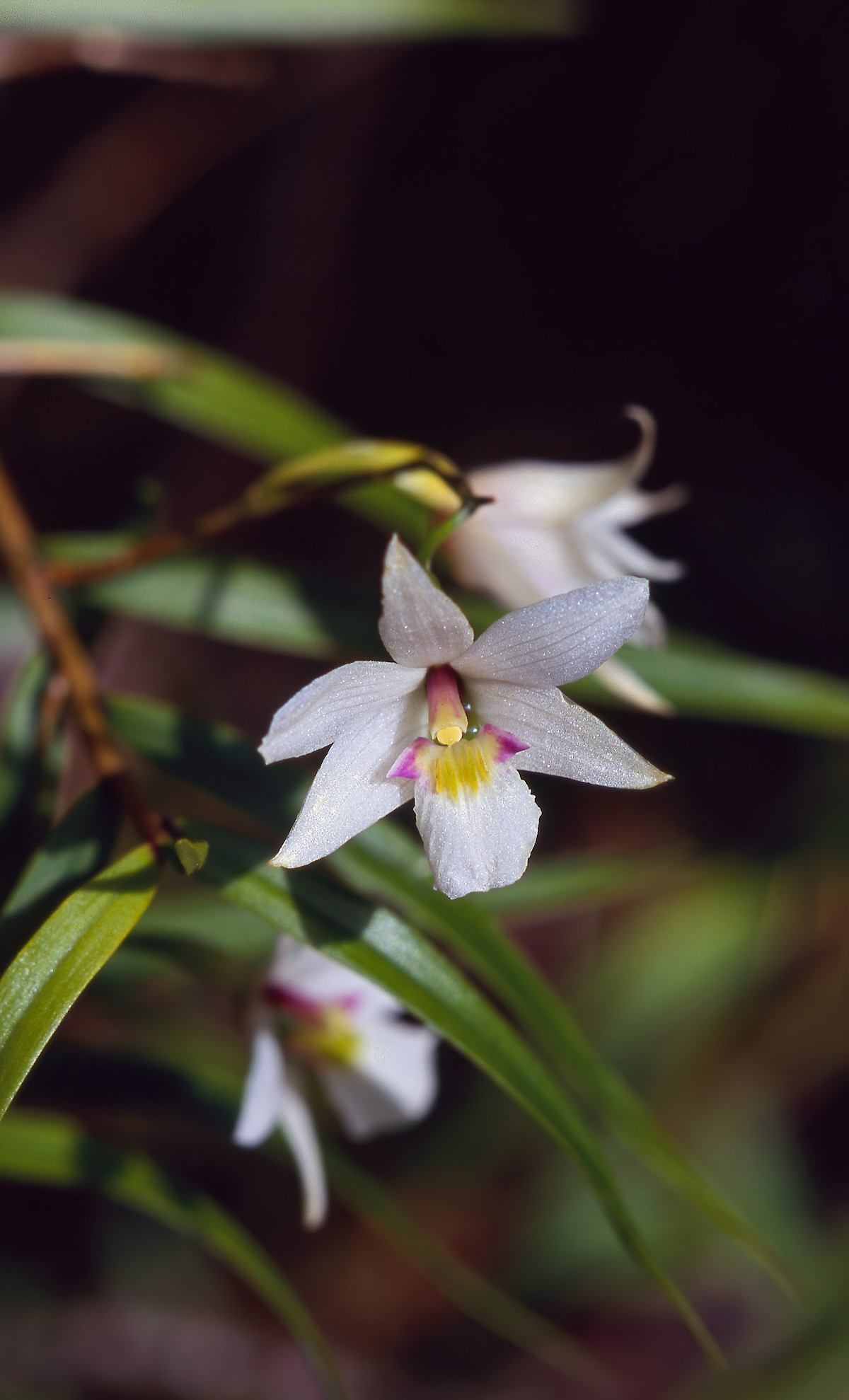 Dendrobium cunninghamii • New Zealand Plant Conservation Network