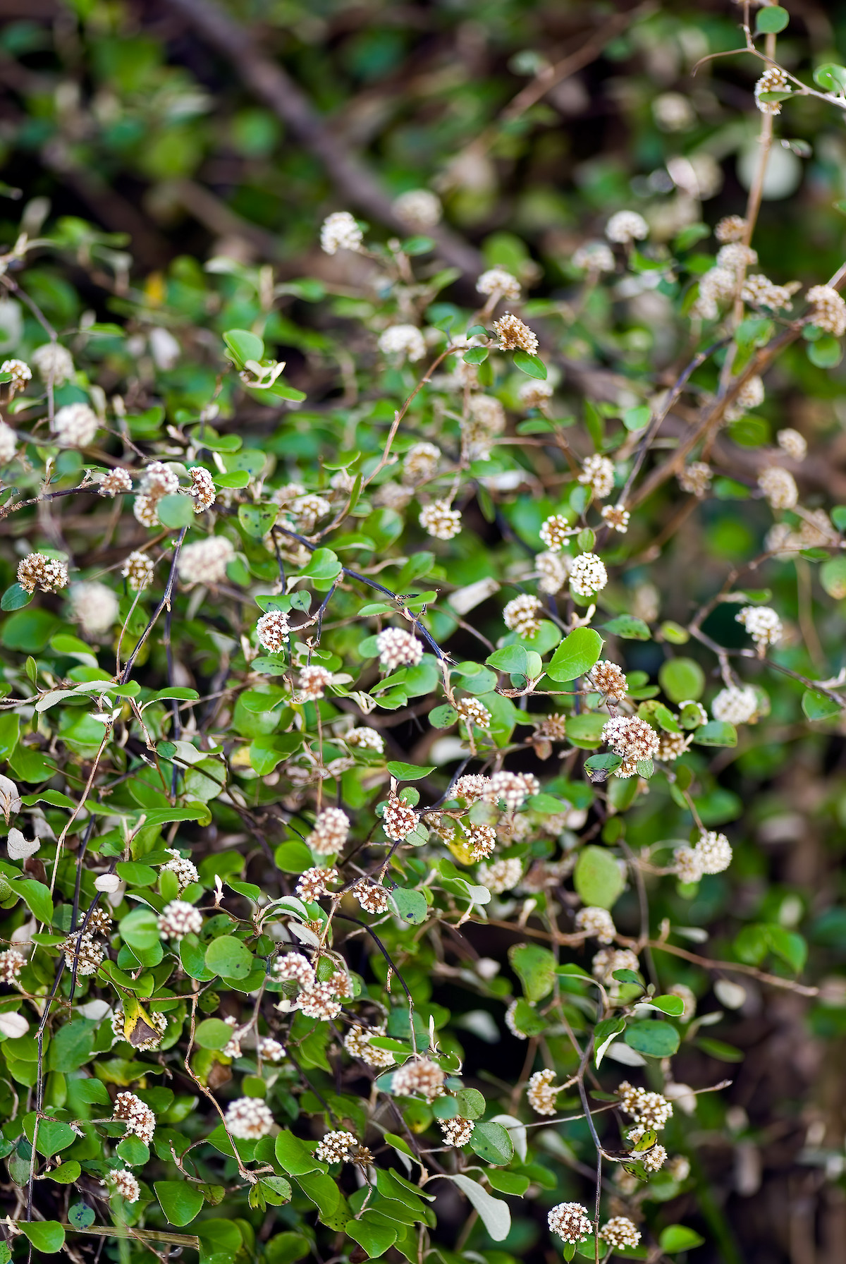 Helichrysum lanceolatum • New Zealand Plant Conservation Network