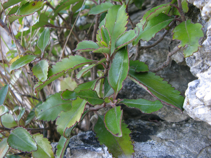 Veronica hulkeana subsp. hulkeana • New Zealand Plant Conservation Network