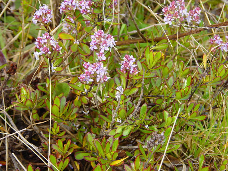 Veronica raoulii • New Zealand Plant Conservation Network