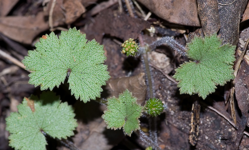 Hydrocotyle moschata var. moschata • New Zealand Plant Conservation Network
