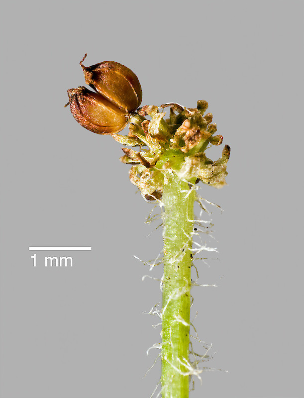 Hydrocotyle moschata var. moschata • New Zealand Plant Conservation Network