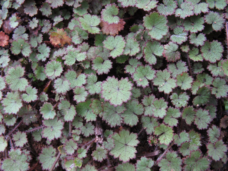 Hydrocotyle moschata var. moschata • New Zealand Plant Conservation Network