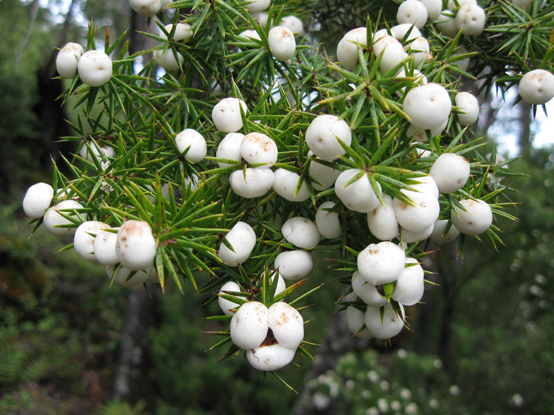 Leptecophylla juniperina subsp. juniperina • New Zealand Plant ...