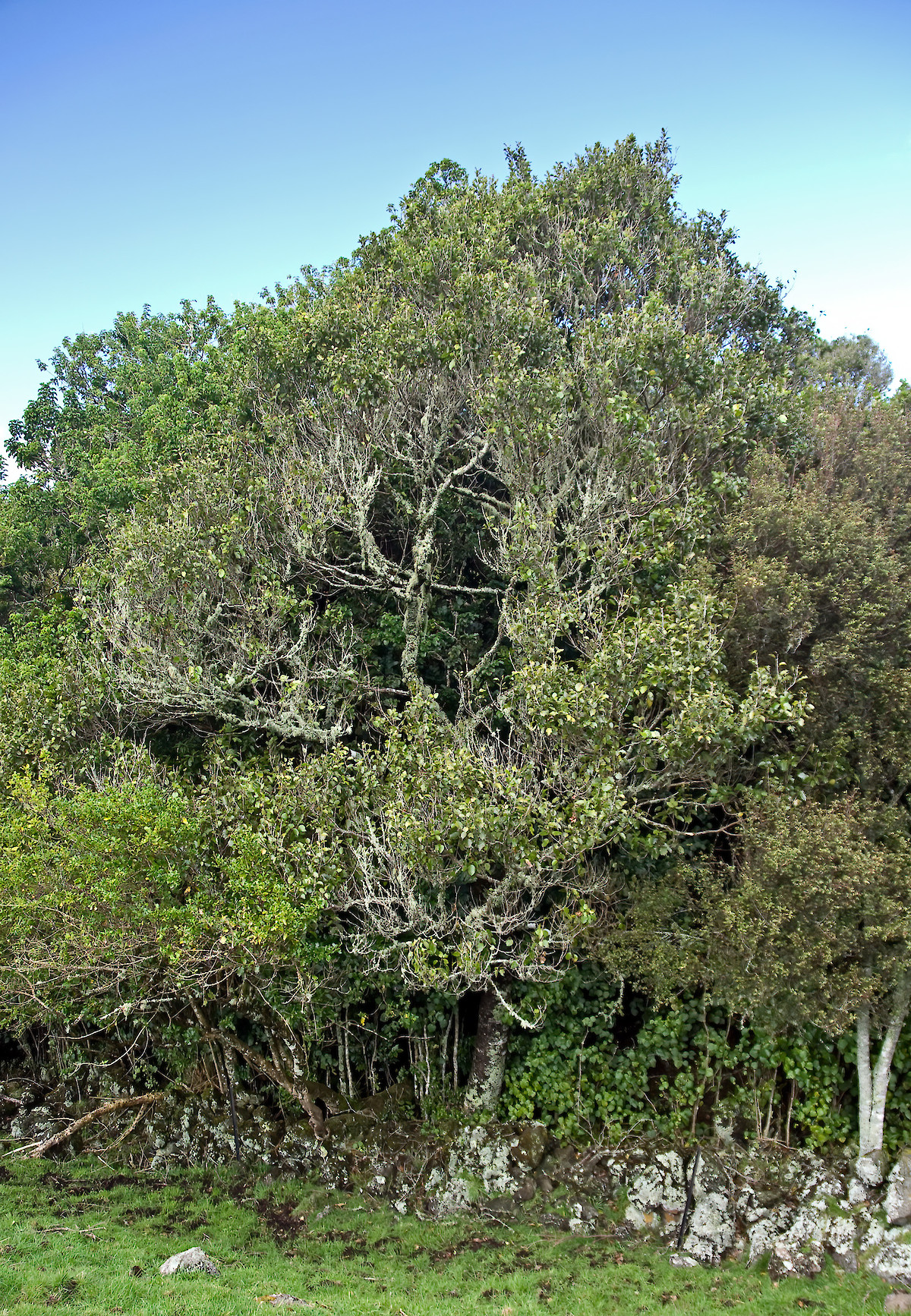 Litsea calicaris • New Zealand Plant Conservation Network