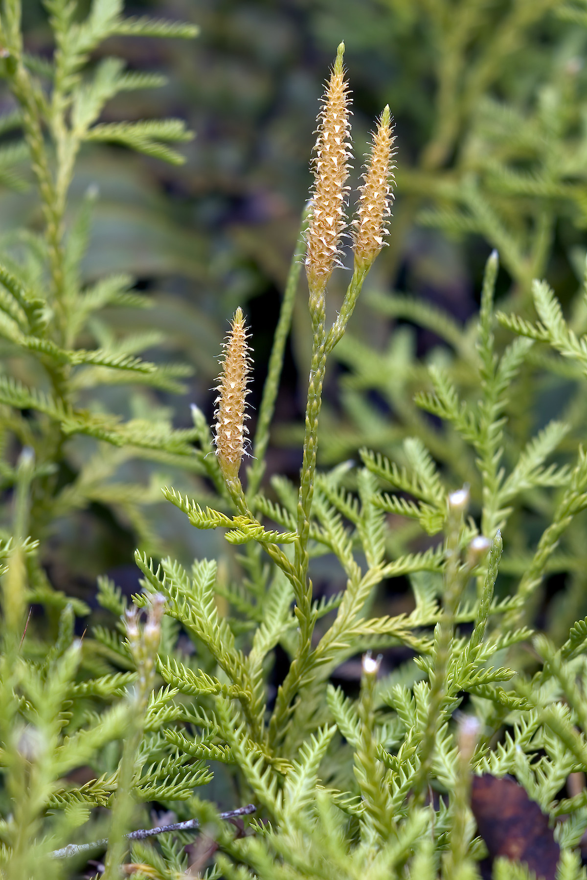 Diphasium scariosum • New Zealand Plant Conservation Network