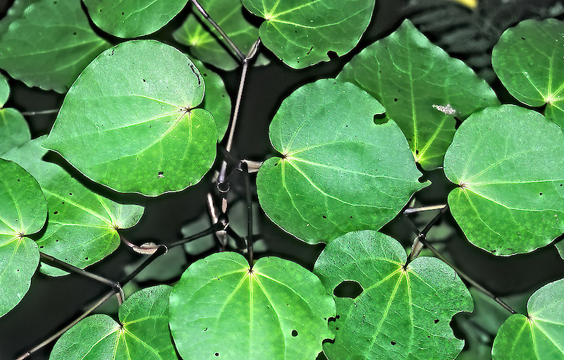 Piper excelsum subsp. excelsum • New Zealand Plant Conservation Network