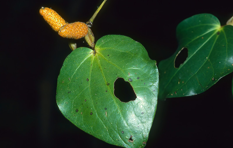 Piper excelsum subsp. excelsum • New Zealand Plant Conservation Network