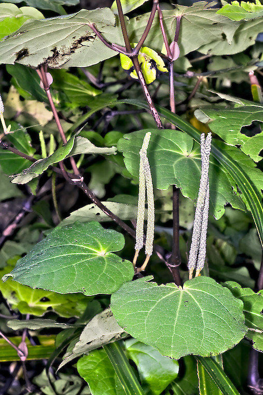 Piper excelsum subsp. excelsum • New Zealand Plant Conservation Network