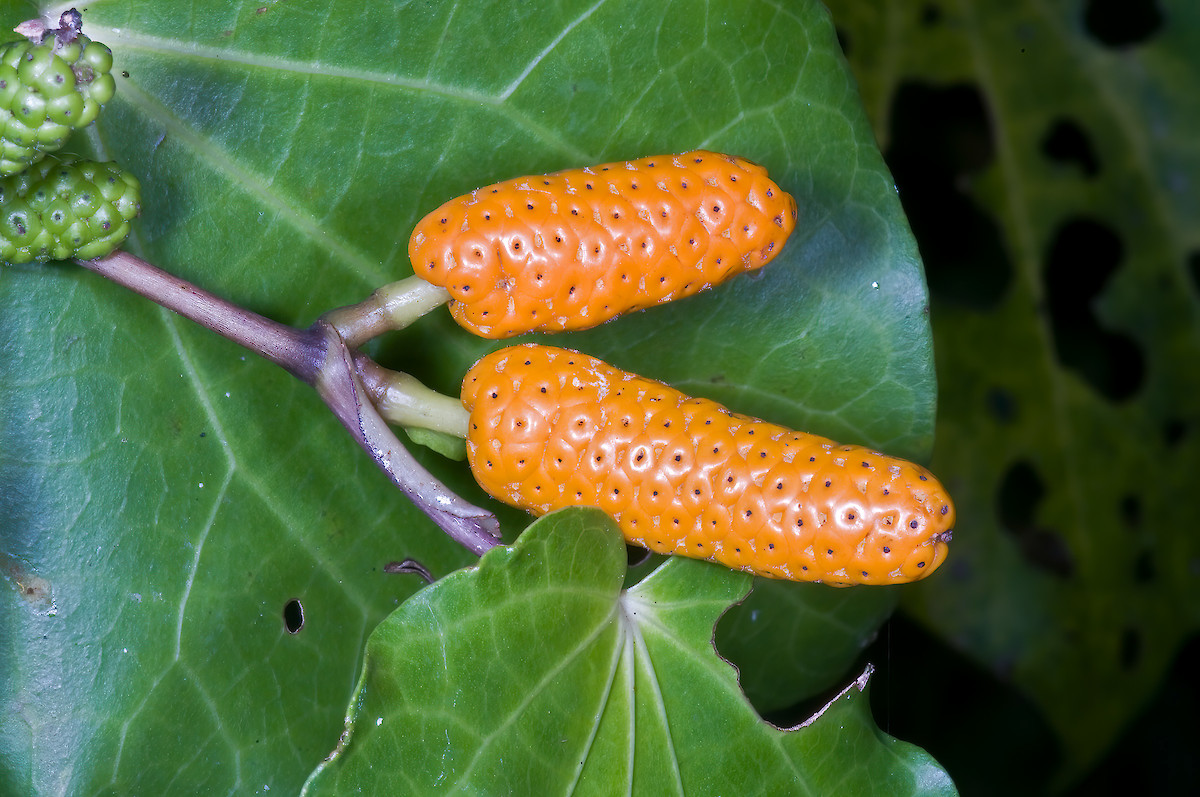 Piper excelsum subsp. excelsum • New Zealand Plant Conservation Network