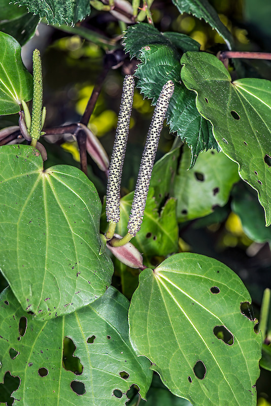Piper excelsum subsp. excelsum • New Zealand Plant Conservation Network