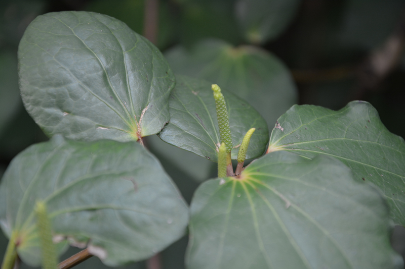Piper excelsum subsp. excelsum • New Zealand Plant Conservation Network