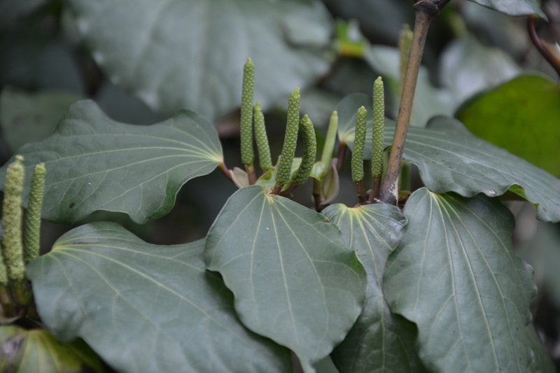 Piper excelsum subsp. excelsum • New Zealand Plant Conservation Network