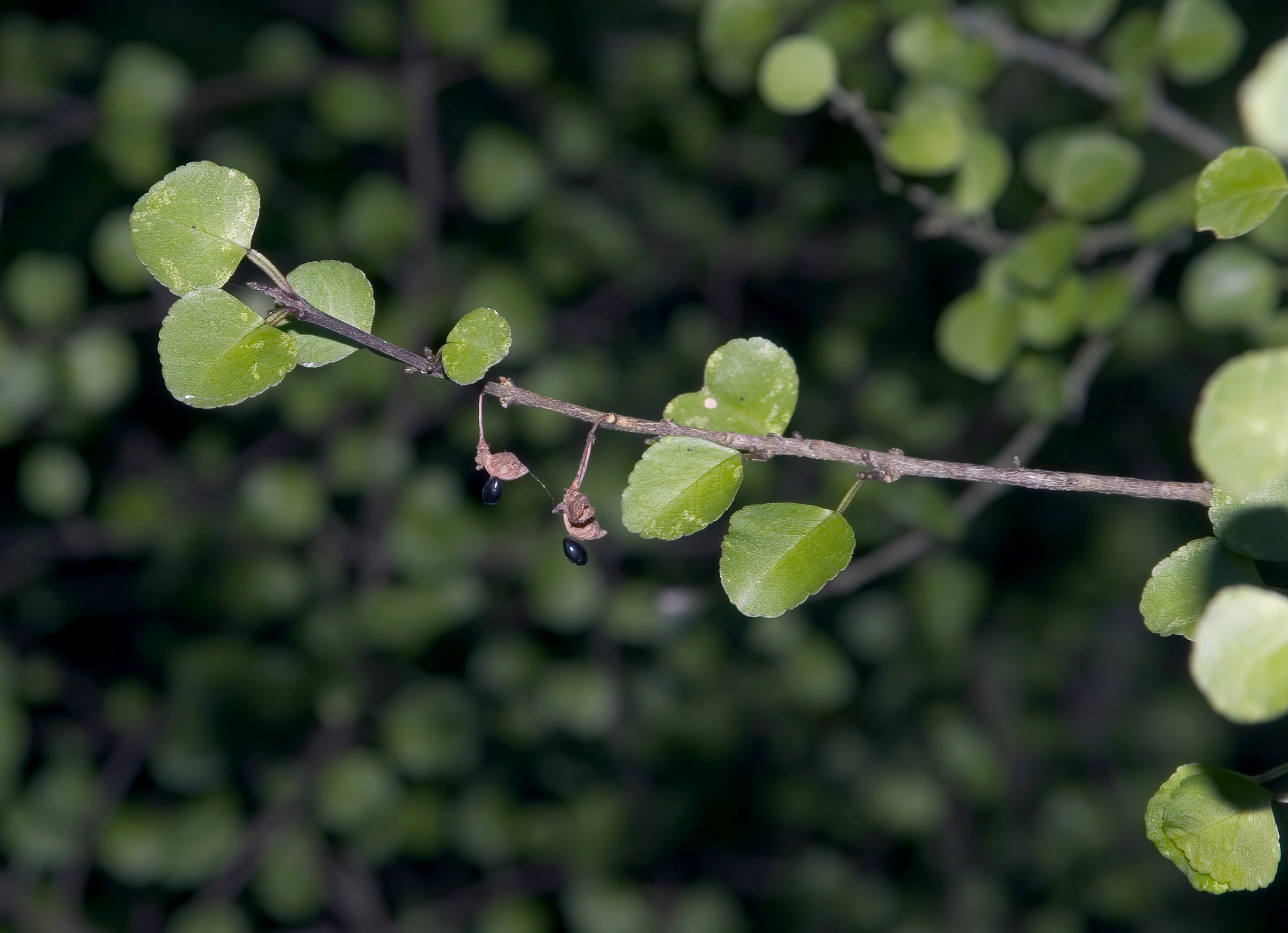 Melicope simplex • New Zealand Plant Conservation Network