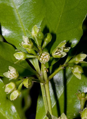 Melicope ternata • New Zealand Plant Conservation Network