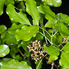 Melicope ternata • New Zealand Plant Conservation Network