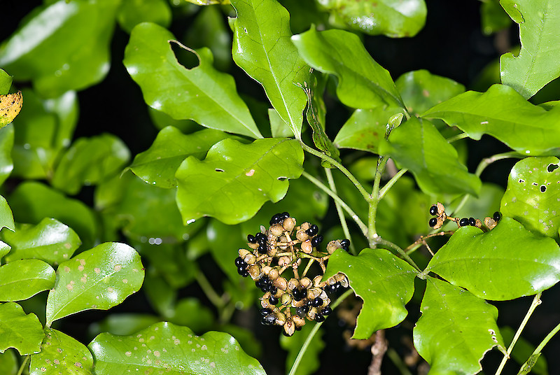 Melicope ternata • New Zealand Plant Conservation Network