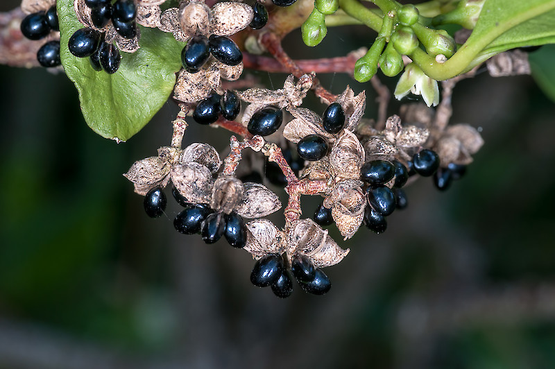 Melicope ternata • New Zealand Plant Conservation Network