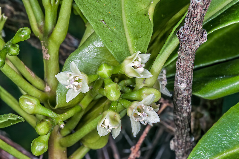 Melicope ternata • New Zealand Plant Conservation Network