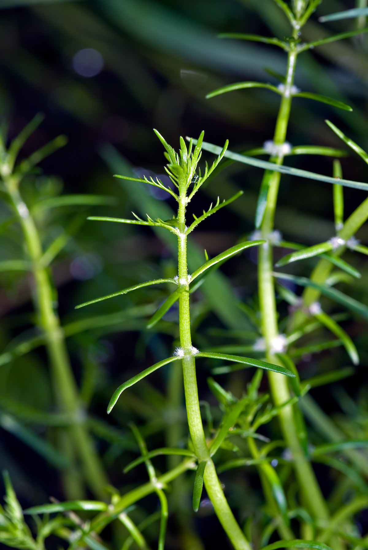 Myriophyllum propinquum • New Zealand Plant Conservation Network