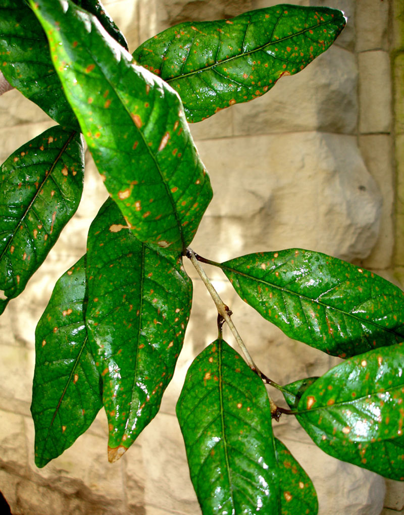 Notelaea cunninghamii • New Zealand Plant Conservation Network