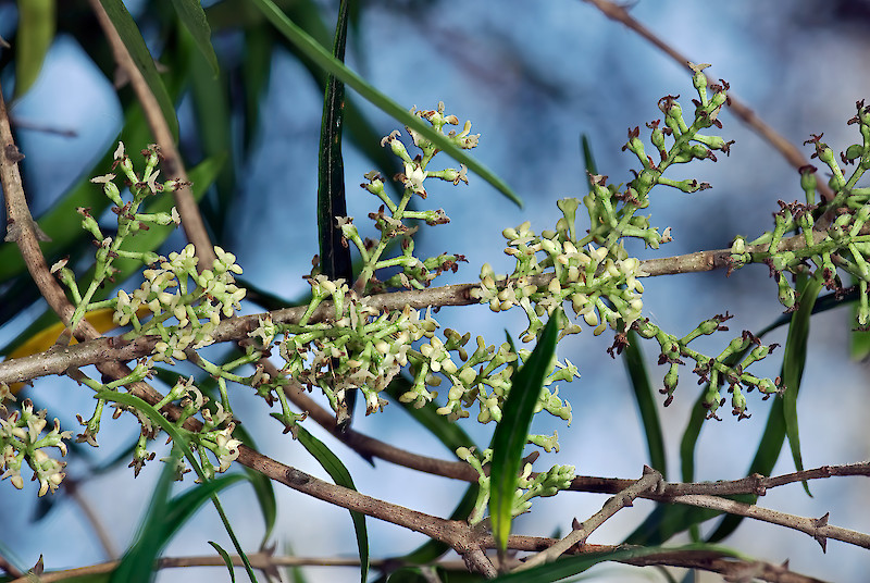 Notelaea montana • New Zealand Plant Conservation Network