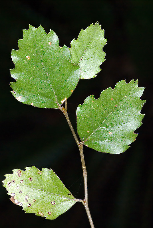 Fuscospora fusca • New Zealand Plant Conservation Network