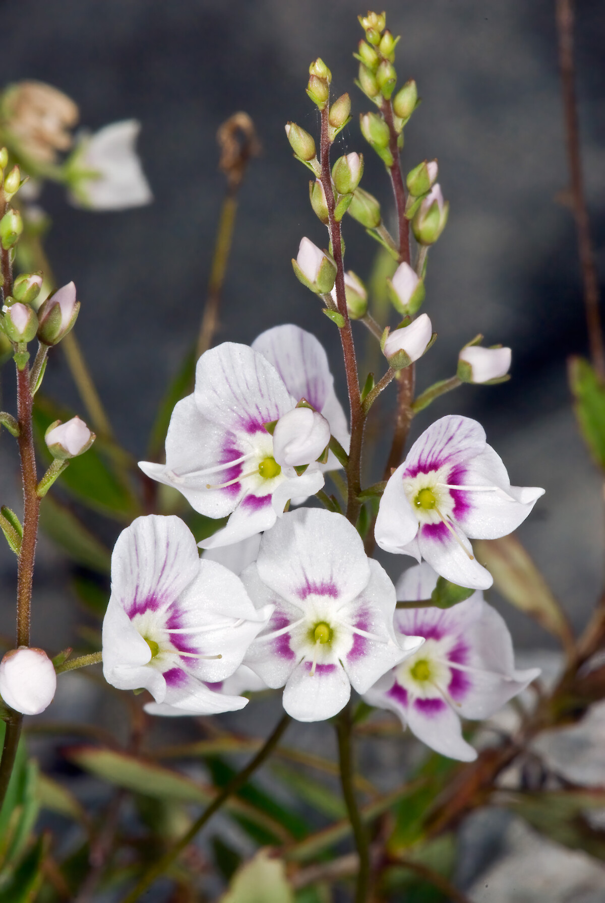 Veronica lanceolata • New Zealand Plant Conservation Network