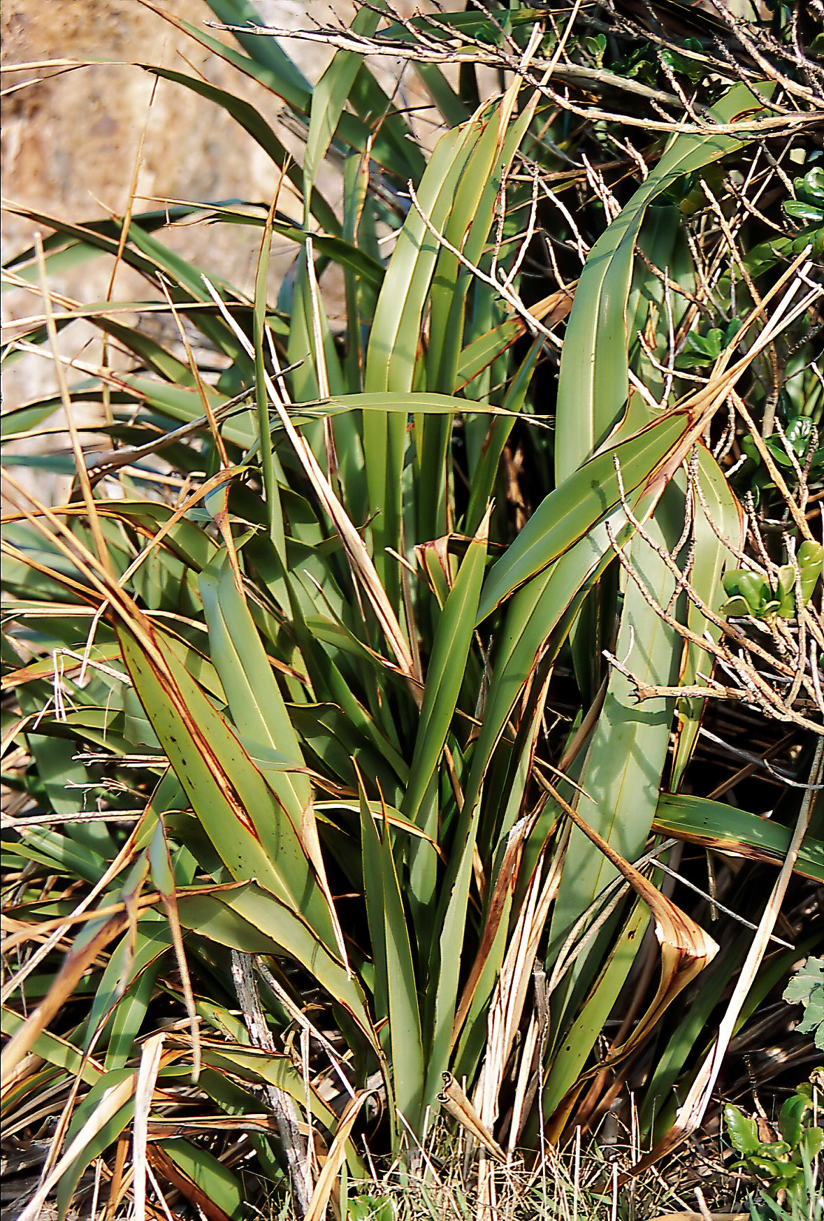 Phormium cookianum subsp. hookeri • New Zealand Plant Conservation Network