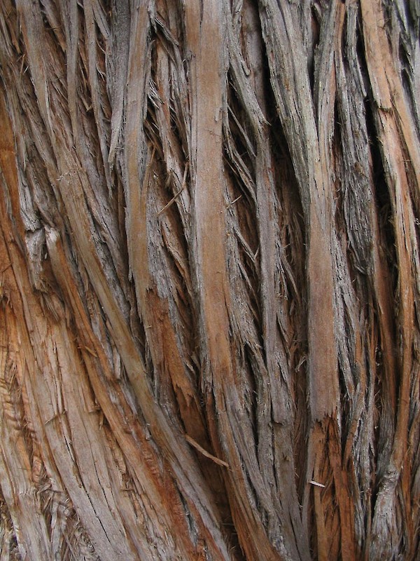 Podocarpus totara var. totara • New Zealand Plant Conservation Network