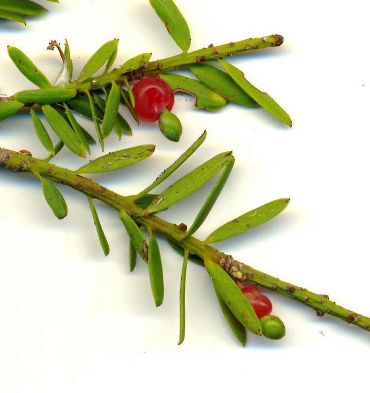 Podocarpus totara var. totara • New Zealand Plant Conservation Network