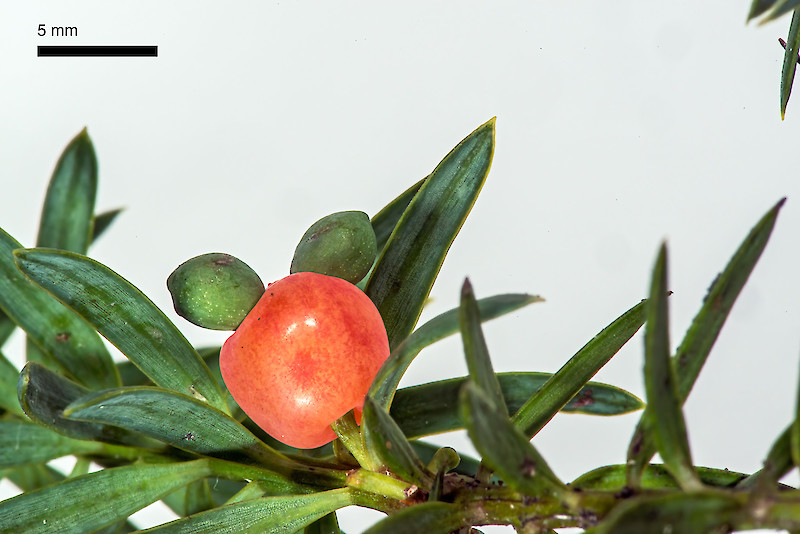 Podocarpus totara var. totara • New Zealand Plant Conservation Network