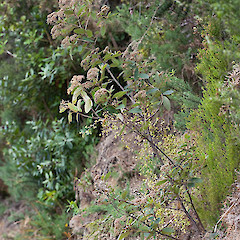Pomaderris kumeraho • New Zealand Plant Conservation Network