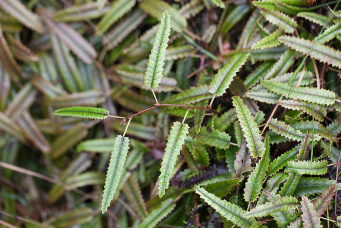 Rubus parvus • New Zealand Plant Conservation Network