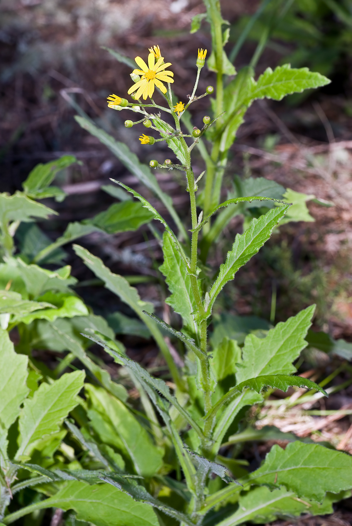 Senecio rufiglandulosus • New Zealand Plant Conservation Network