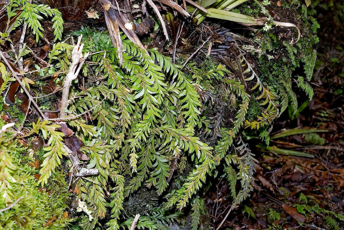 Tmesipteris tannensis • New Zealand Plant Conservation Network
