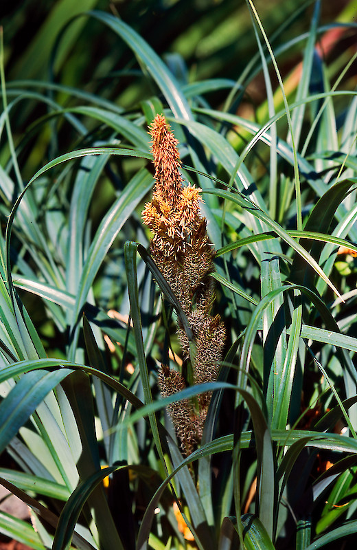 Carex trifida • New Zealand Plant Conservation Network