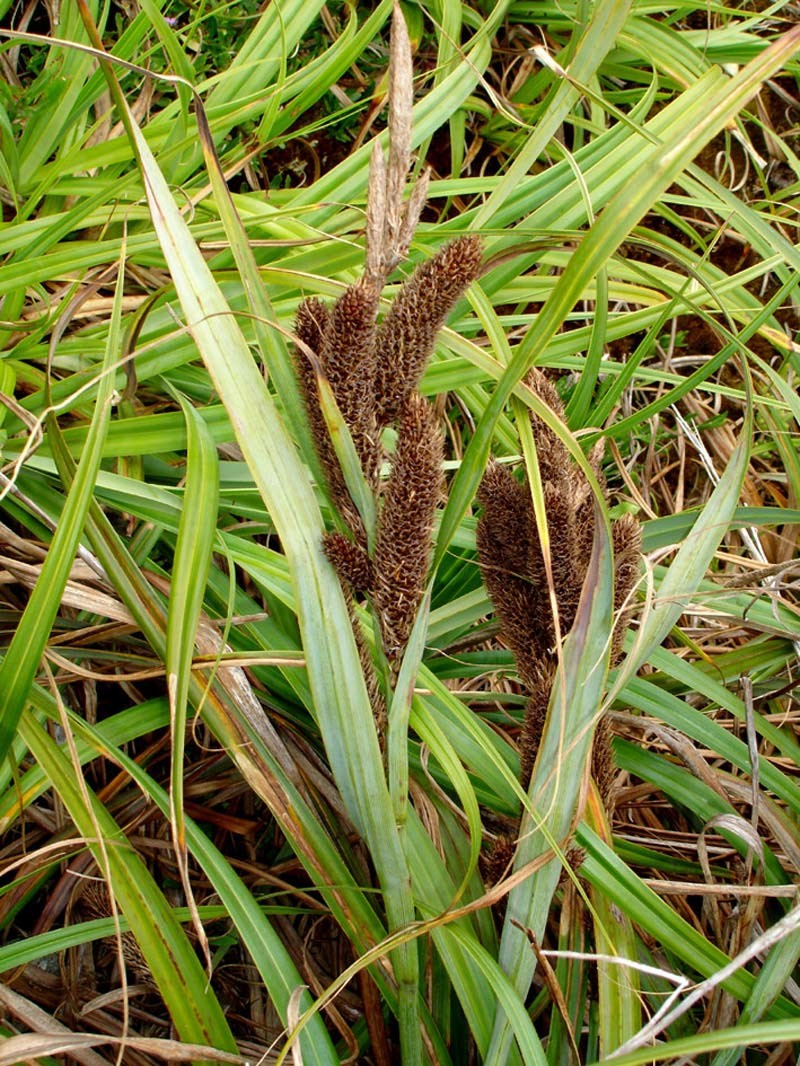 Carex trifida • New Zealand Plant Conservation Network