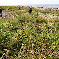 Carex trifida • New Zealand Plant Conservation Network