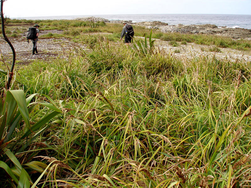 Carex trifida • New Zealand Plant Conservation Network