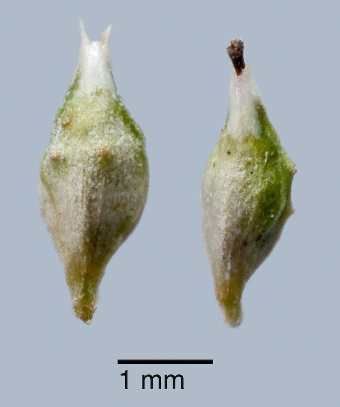 Carex trifida • New Zealand Plant Conservation Network
