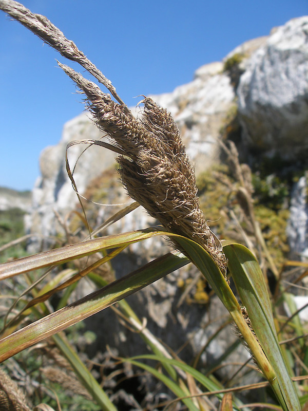 Carex trifida • New Zealand Plant Conservation Network
