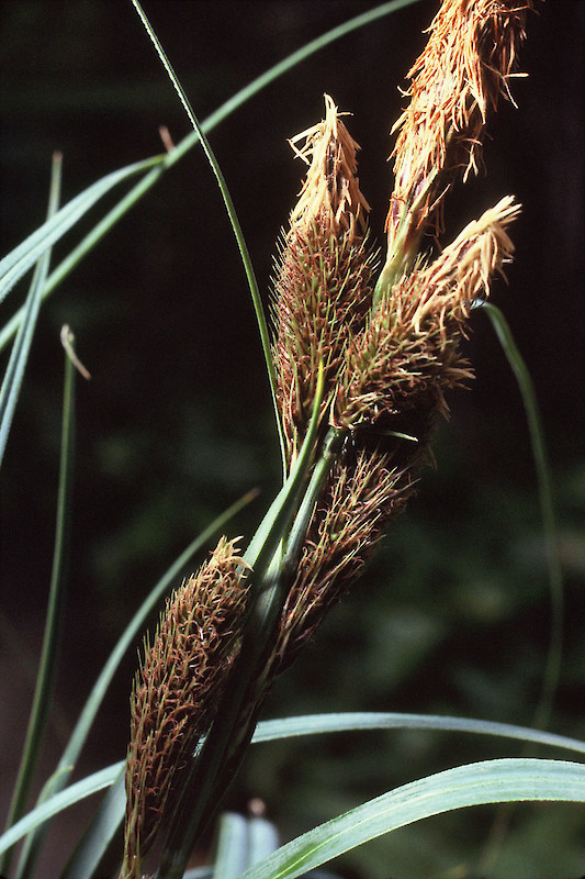 Carex trifida • New Zealand Plant Conservation Network