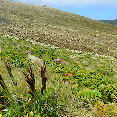 Carex trifida • New Zealand Plant Conservation Network